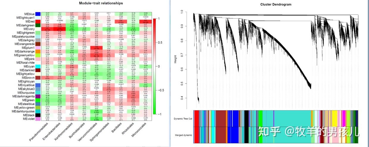 跟着Nature Plants学数据分析：R语言WGCNA分析完整示例 - 知乎