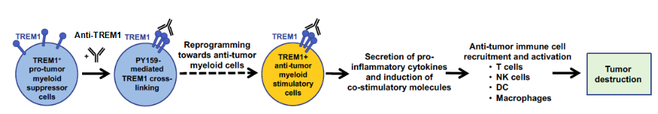 炎症和肿瘤免疫治疗领域新靶点：TREM1&TREM2 - 知乎