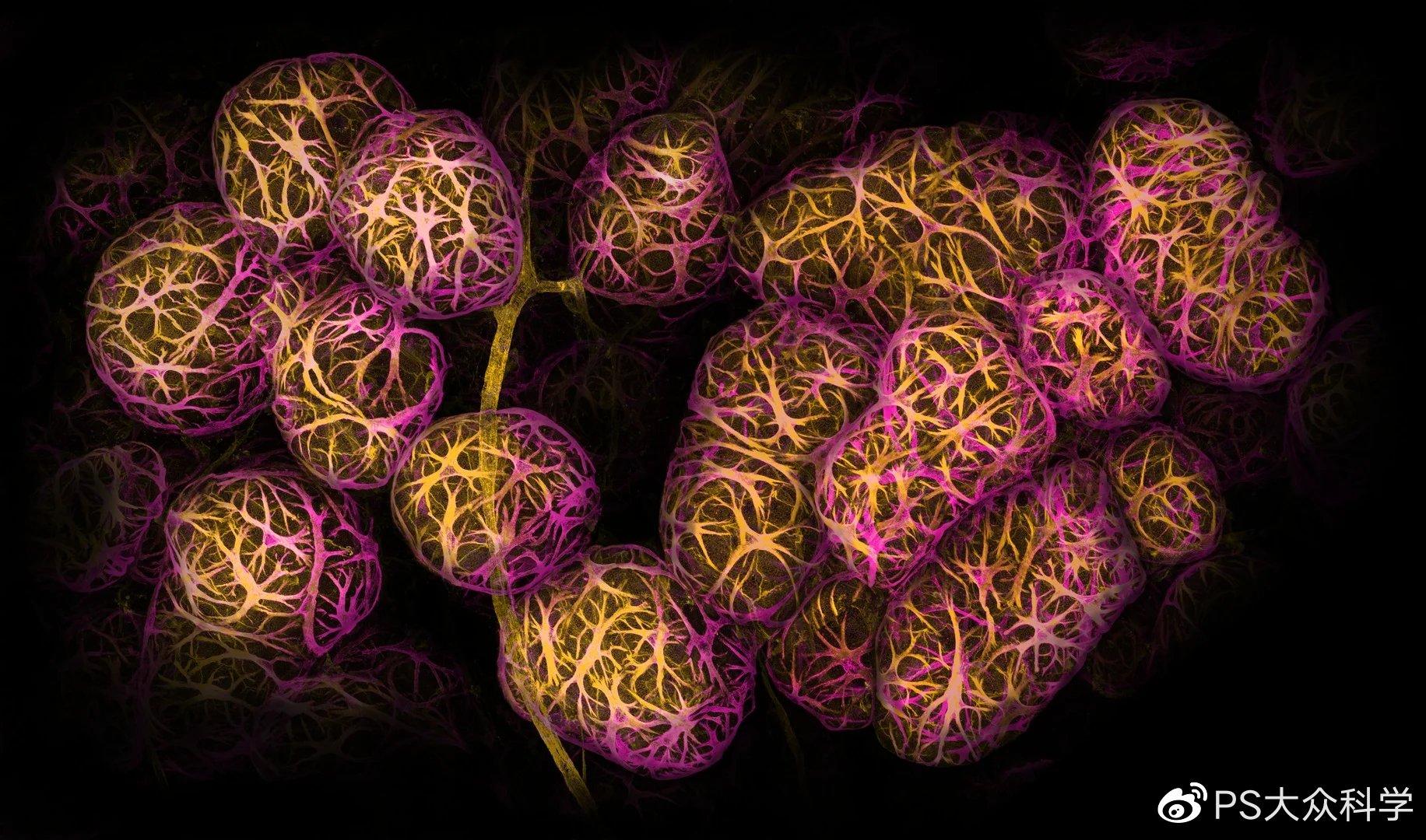 尼康2022微观世界显微摄影大赛：9张令人惊叹的微观世界照片 - 知乎