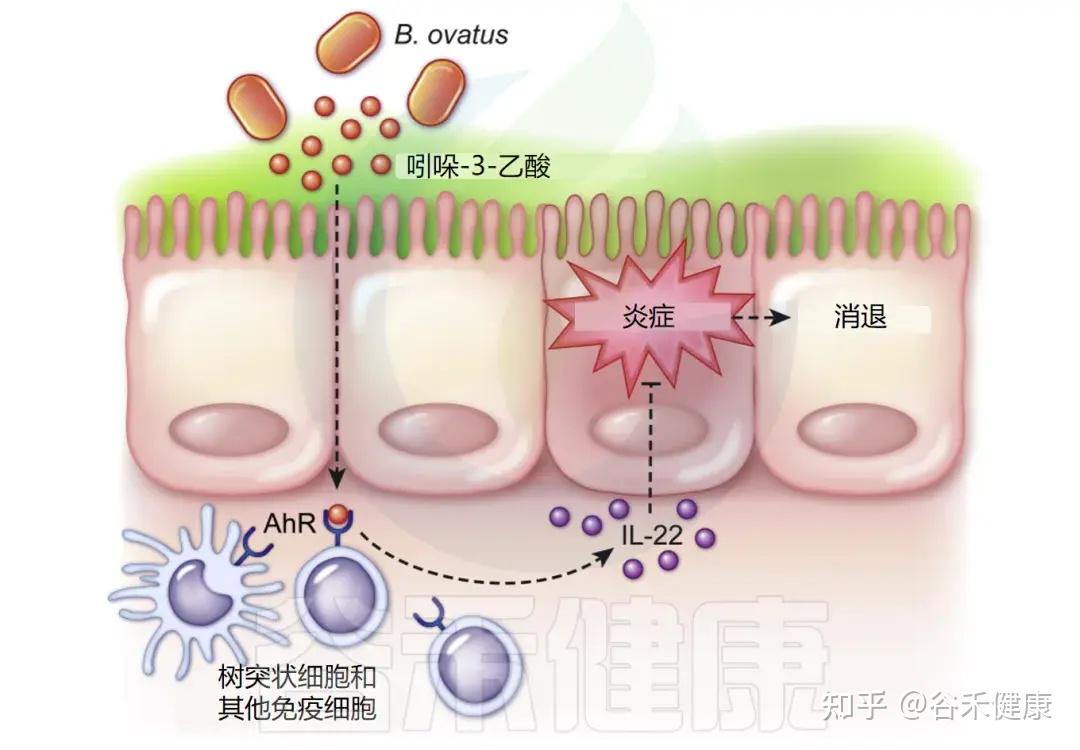 植物多糖代谢专家——卵形拟杆菌(Bacteroides ovatus)影响神经递质水平及健康 - 知乎
