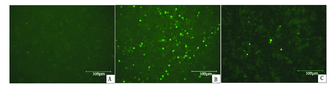 鉴定猪流行性腹泻病毒纤突蛋白受体结合区（PEDV-RBD）重组蛋白免疫原性的实验操作流程 - 知乎