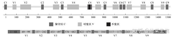 16S、18S与ITS介绍 - 知乎