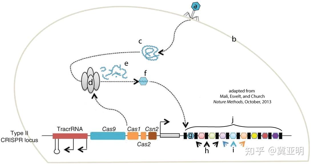 CRISPR/Cas9 - 知乎
