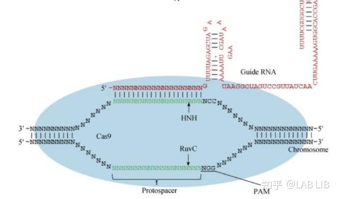 CRISPR-Cas9个人笔记 - 知乎