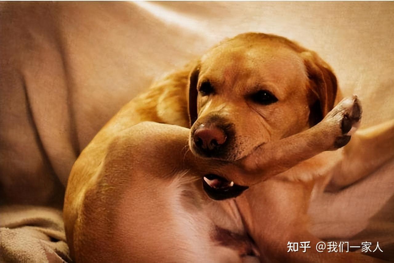 狗狗频繁舔爪子,很多人都忽视的这一细节,实际是疾病的前兆 知乎