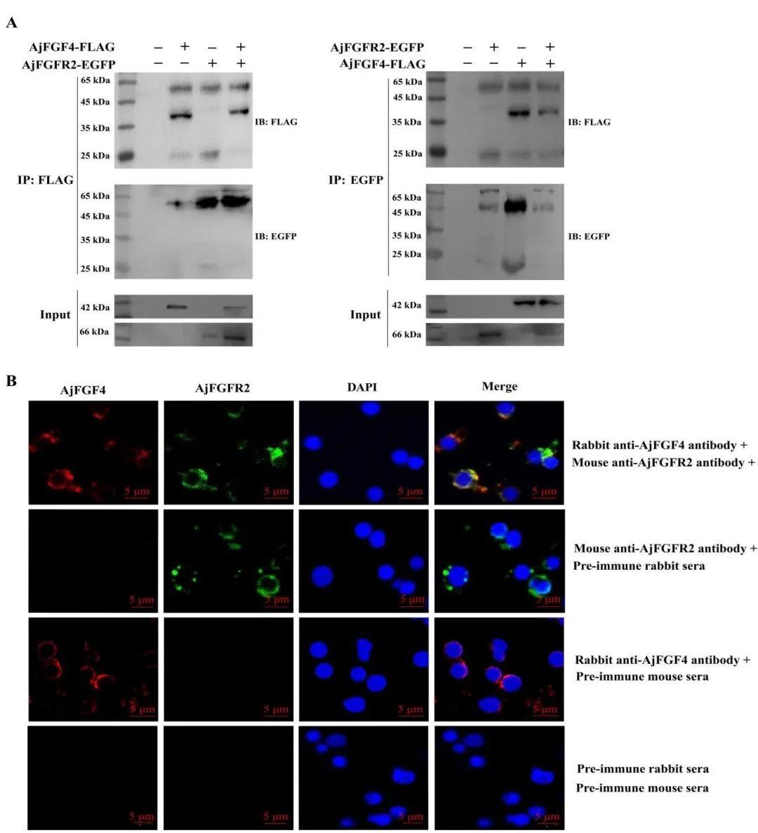 Cell Prolif︱李成华团队揭示仿刺参肠再生的分子调控机制 - 知乎