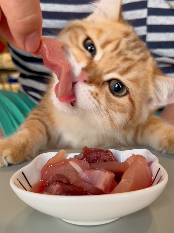 重新定义猫粮和狗粮，了解Barf、霸弗、Bafu、Buff宠物喂养新方式 - 知乎