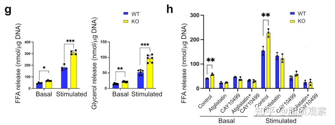Nature Comunications｜脂滴相关蛋白ApoL6 通过与 Perilipin1互作抑制脂肪分解 - 知乎