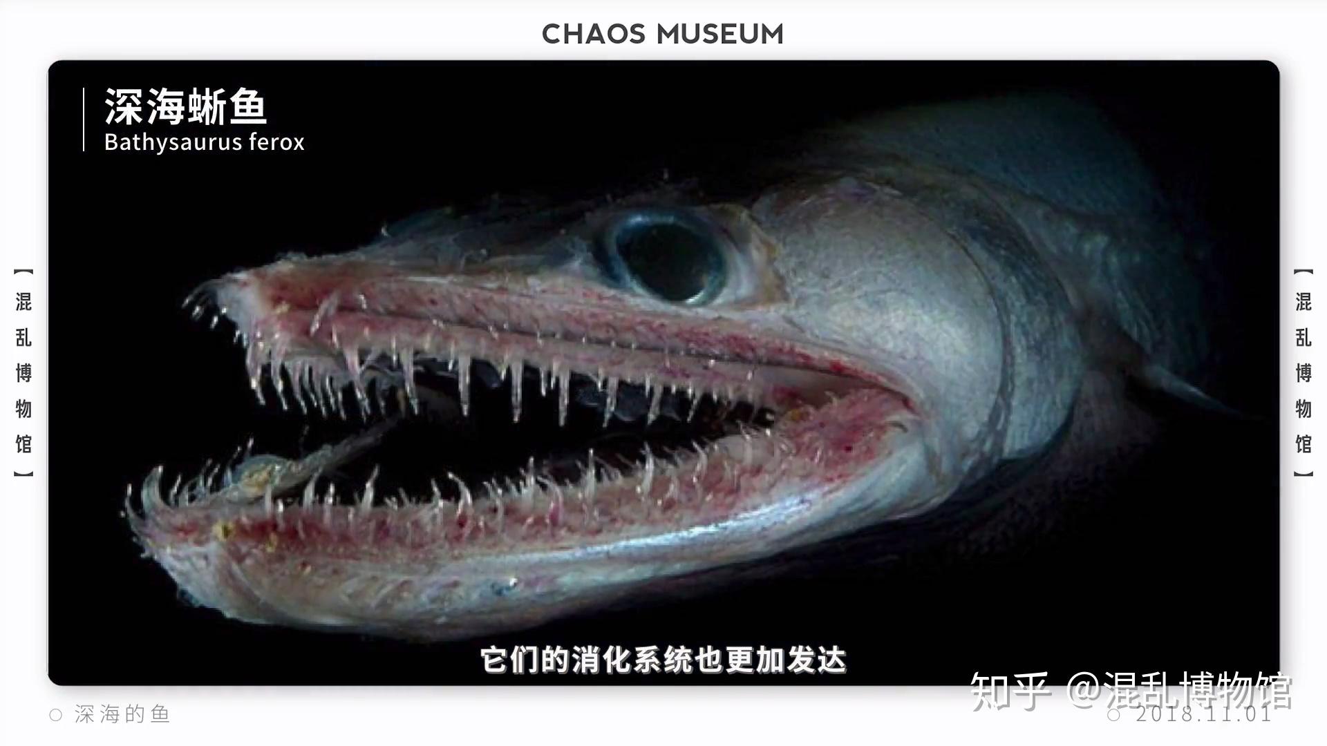 【补档】【配图】深海的鱼丨混乱博物馆 - 知乎
