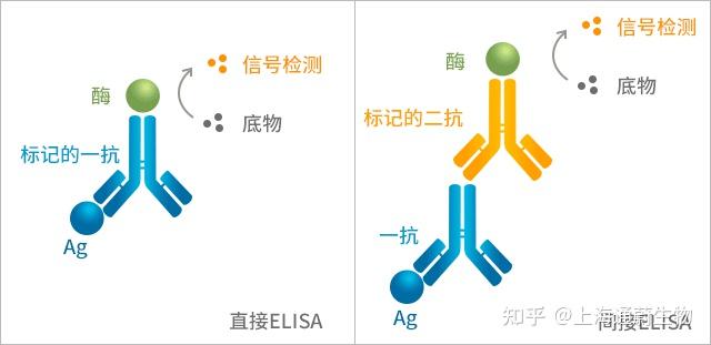 解读一抗和二抗在免疫测定中的作用机制 - 知乎