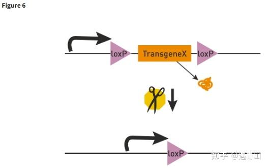 Cre Lox Breeding for Beginners, Part 1 - 知乎