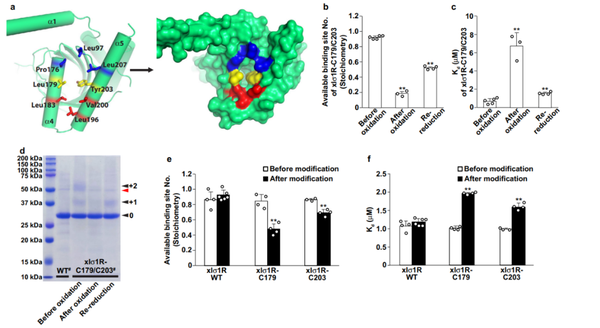 Nat Commun︱周小明/孙子宜团队根据Sigma-1受体开放式构象揭示其配体进入途径的分子机制 - 知乎