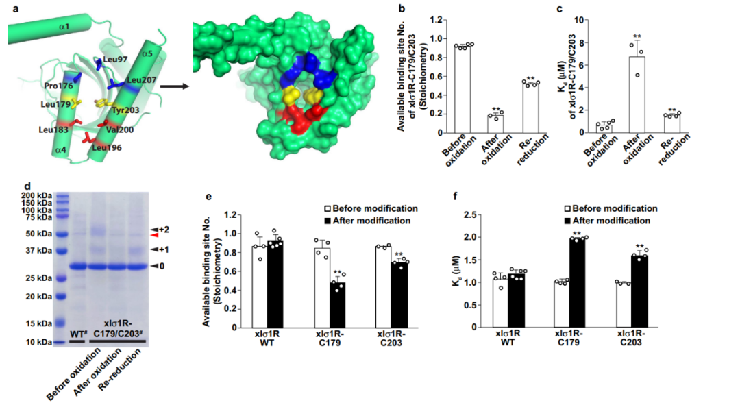 Nat Commun︱周小明/孙子宜团队根据Sigma-1受体开放式构象揭示其配体进入途径的分子机制 - 知乎