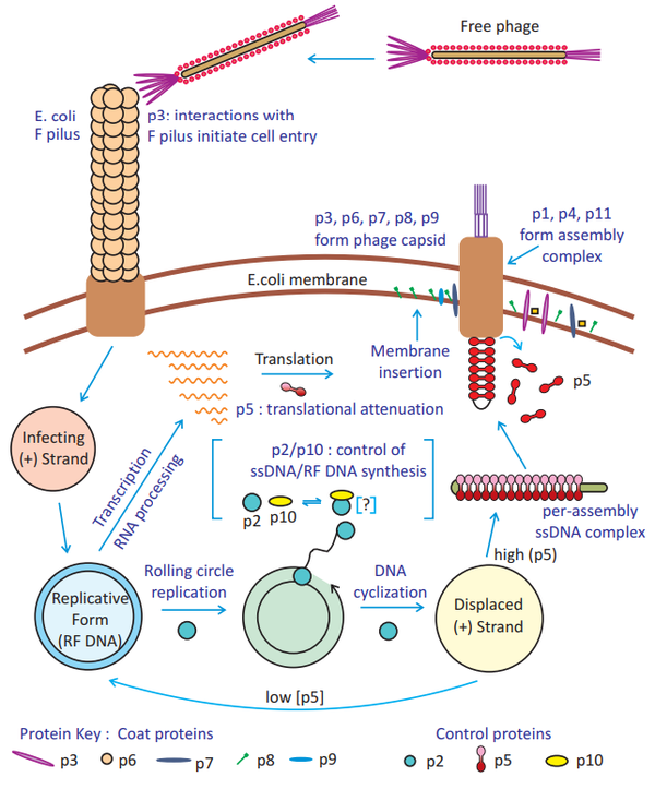 知识库|噬菌体载体与噬菌粒载体 - 知乎