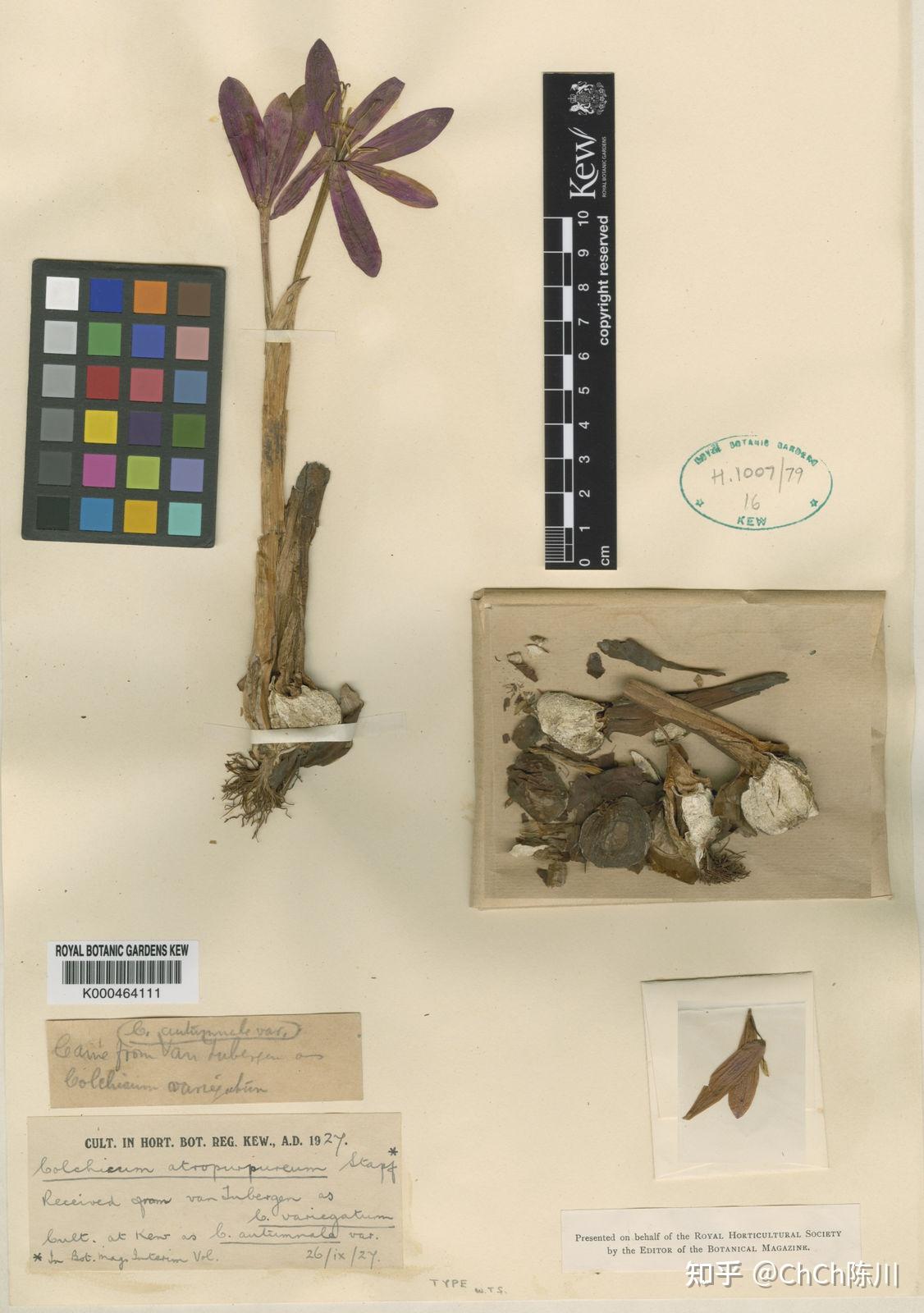 多肉植物全图鉴17：秋水仙科（Colchicaceae），秋水仙属（Colchicum） 原始种A-H - 知乎