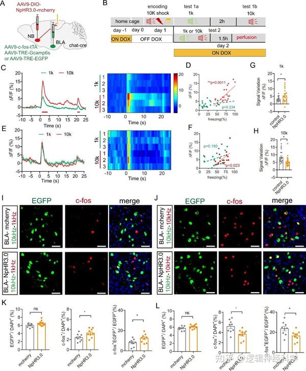 Transl Psychiatry北京理工大学庆宏/全贞贞团队揭示NB-ACx-BLA神经环路调控听觉恐惧记忆的区分 - 知乎