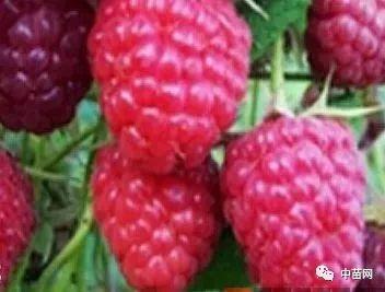 红树莓 黄树莓 黑树莓,你更喜欢哪一种？ - 知乎