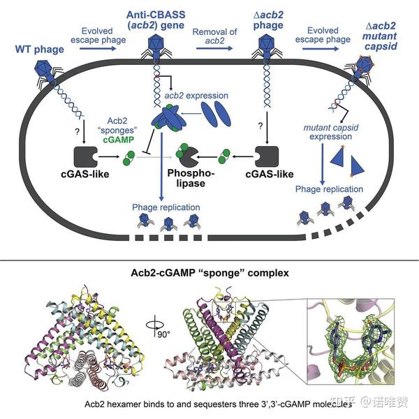 论文分享｜北京化工大学首篇Cell，揭示噬菌体抑制和逃逸细菌CBASS免疫系统的分子机制 - 知乎