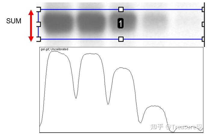 ImageJ实用技巧——Western Blot定量分析深入探究(定量分析篇) - 知乎