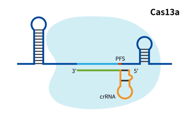 基因编辑-CRISPR/CAS系统最流行的三大系列：9、12a、13a - 知乎