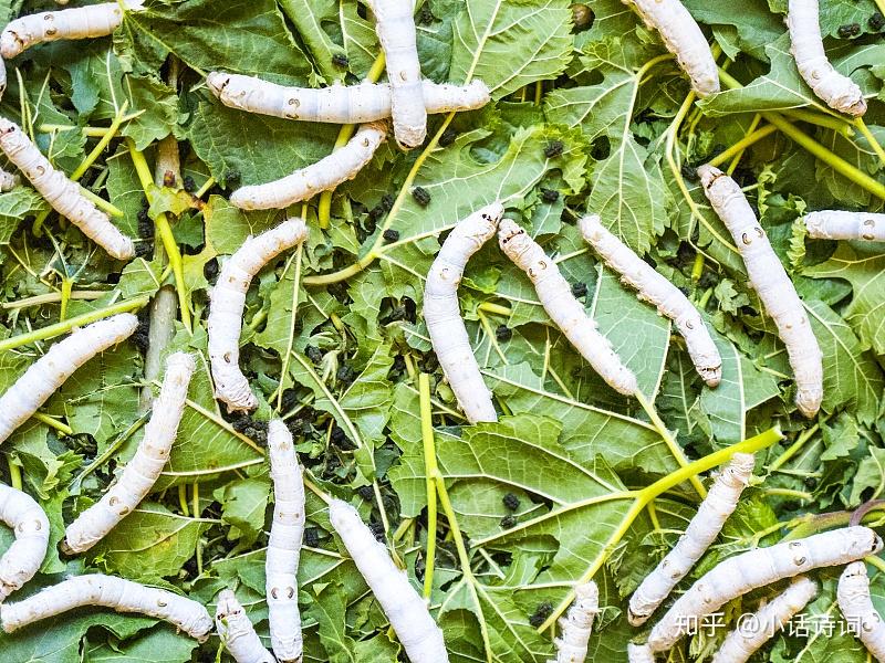 《诗经·采蘩》：诗经中的美学，采摘白蒿的人影，加工白蒿的身影，是流动的身影，是流光溢彩的美 - 知乎