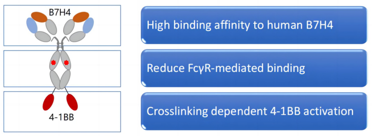 纳米抗体助力双抗药物设计 - 知乎