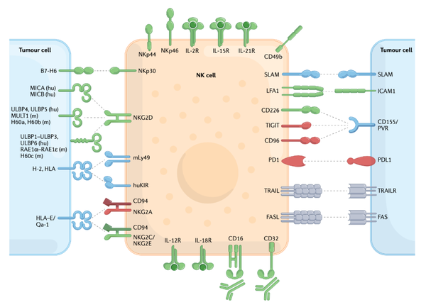 Nat Rev丨NK细胞在癌症免疫中的作用及应用 - 知乎