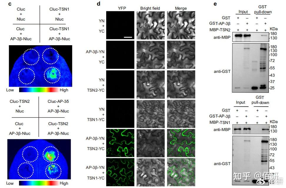 文献解读：接头蛋白AP-3β通过19S调控颗粒分解热诱导的应激颗粒 - 知乎