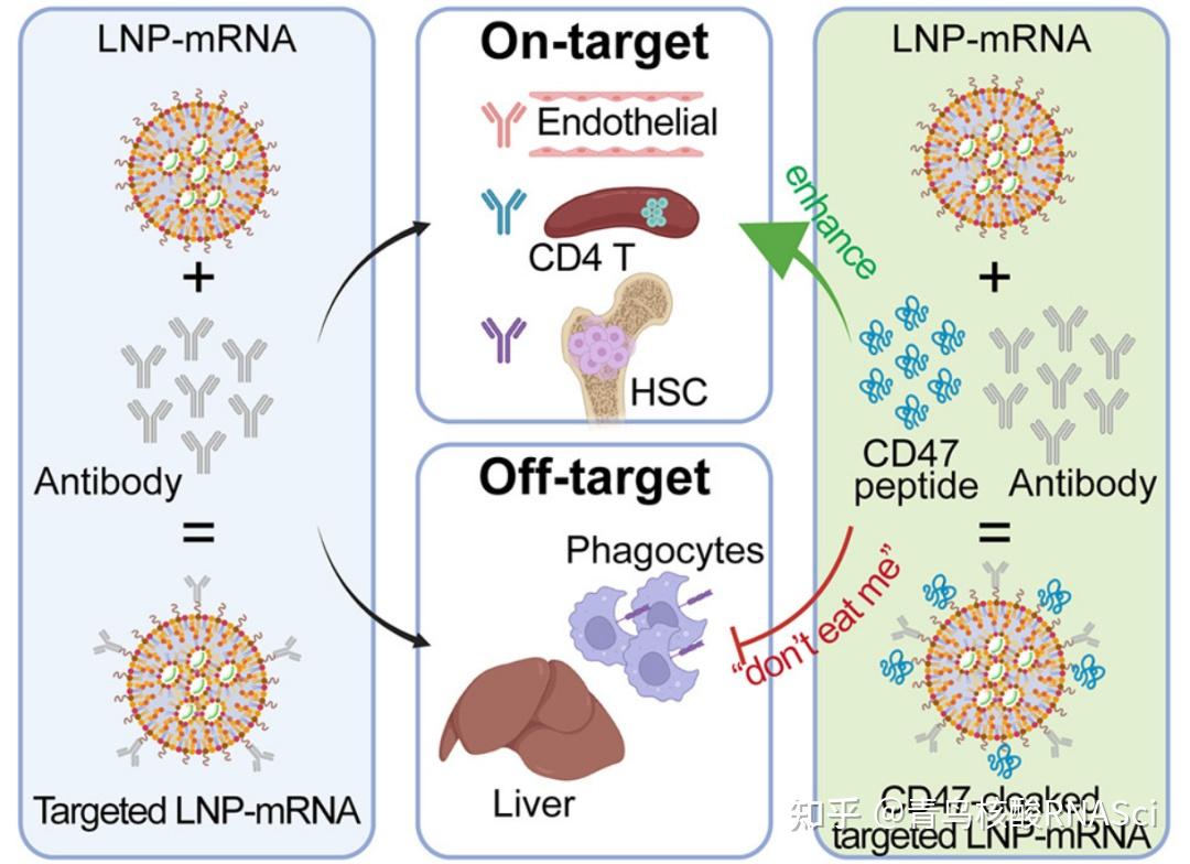 宾大靶向递送最新|CD47肽与抗体“双修饰LNP”实现mRNA的精准递送 - 知乎