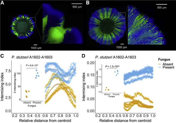 Current Biology︱王钢/David R. Johnson团队合作揭示真菌菌丝维持环境中微生物多样性的新机制 - 知乎