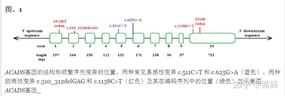 SCADD短链酰基辅酶A脱氢酶缺乏症引起发育迟缓和低血糖的脂肪酸氧化障碍的线粒体疾病 - 知乎