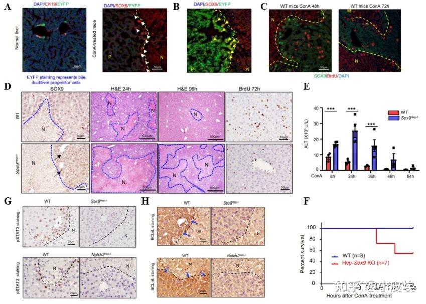 J Cli Inv | 封面文章，教你如何寻找新的功能性细胞亚群 - 知乎
