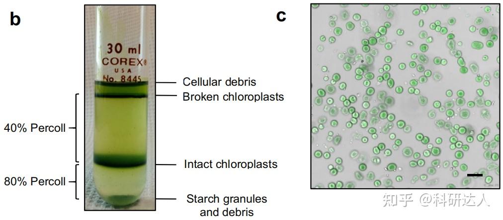 细胞纯化分离—密度梯度篇 - 知乎