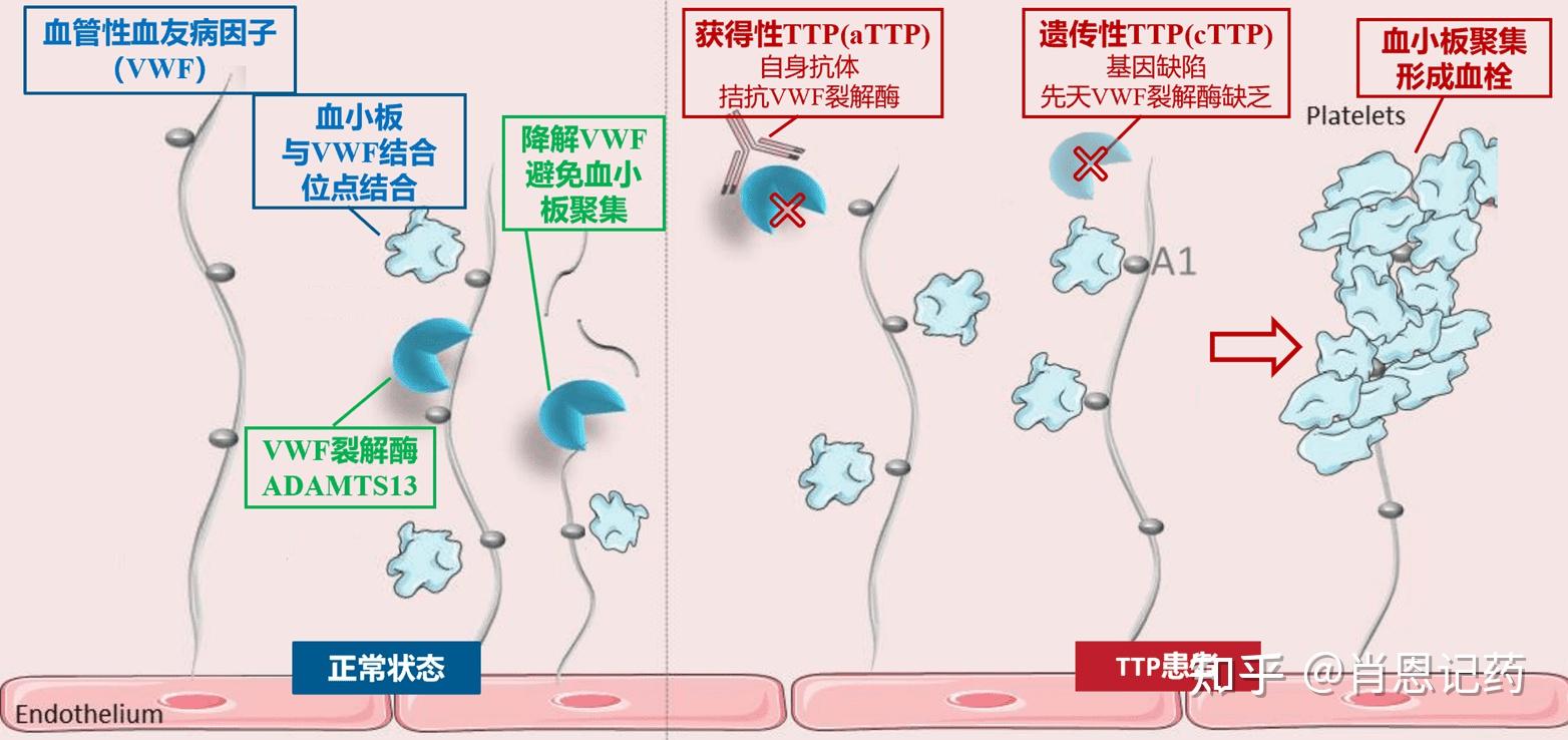 如何记住所有FDA批准生物药？| 纳米抗体 | Caplacizumab 卡普赛珠单抗 | 获得性血栓性血小板减少性紫癜aTTP - 知乎