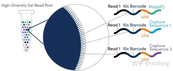 单细胞测序系统：BD Rhapsody，10X Genomics - 知乎