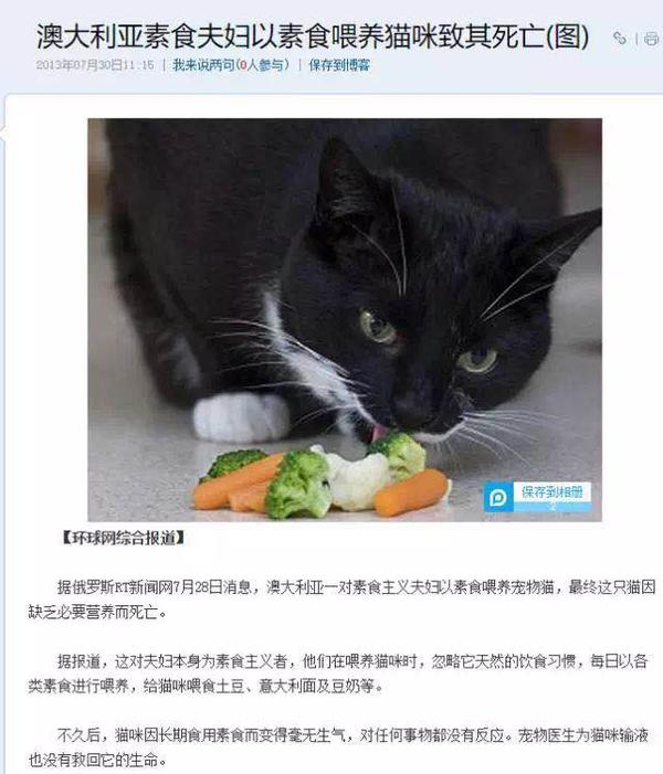 猫做错了什么要逼它吃素？ 知乎