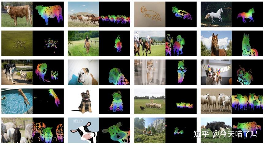 视觉基础模型：DINOv2 after SAM - 知乎