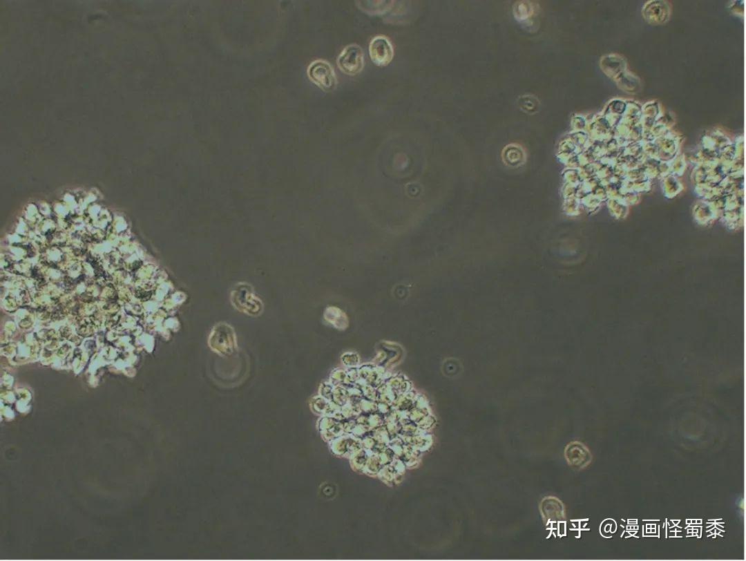 【心得】NK-92和NK-92MI培养心得 - 知乎