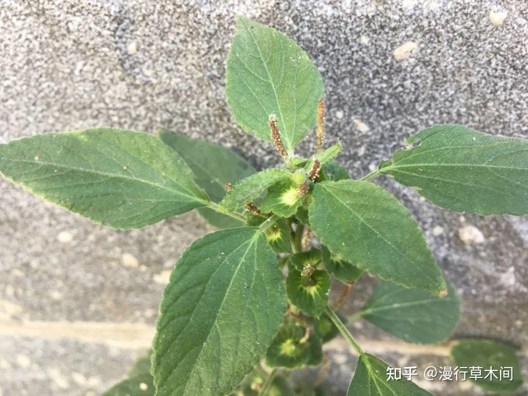 铁苋菜丨农村俗称“人苋”、“血见愁”的植物，用处真不少！ - 知乎