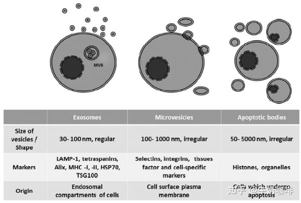关于外泌体，了解这些就够了！ - 知乎