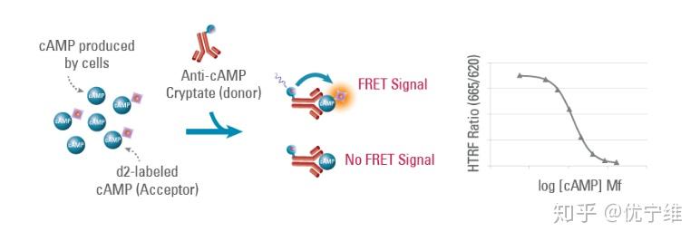 高效特异的cAMP检测试剂盒，你值得拥有！ - 知乎