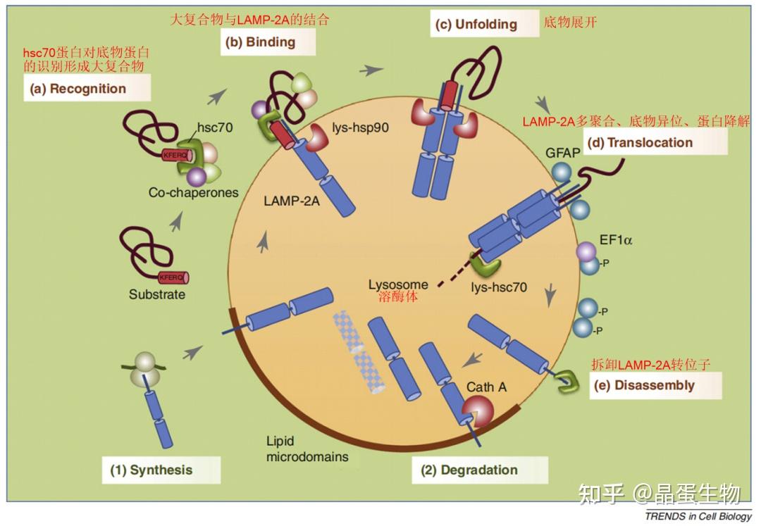 硬核梳理|一文教你区分PROTAC，LYTAC，AUTAC..... - 知乎