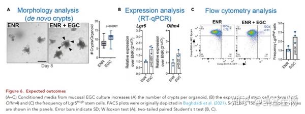 干货丨肠隐窝类器官分离与培养 - 知乎