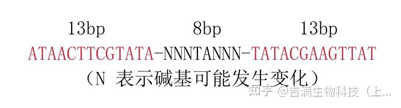 Cre-loxP系统 | 基因重组和特异表达的关键技术 - 知乎