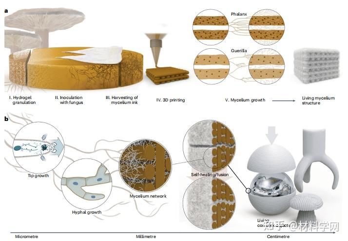 登顶Nature！盘点水凝胶领域又有那些突破性的进展！ - 知乎