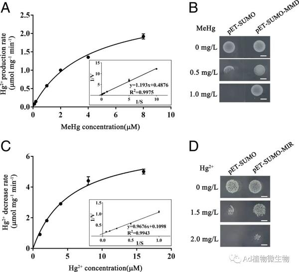 PNAS | 浙江大学方卫国团队研究揭示植物共生真菌对汞污染的生物修复作用！ - 知乎