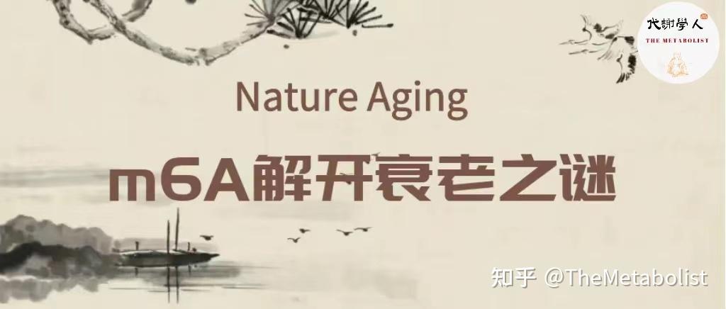 代谢学人——Nature Aging：m6A解开衰老之谜 - 知乎