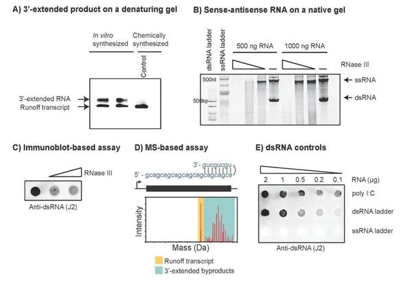 吸睛系列(二)丨一文了解mRNA IVT副产物dsRNA - 知乎