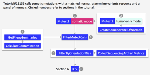 使用GATK4 Mutect2 检测体细胞突变 - 知乎