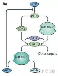 经典信号通路总结——PI3K/AKT/mTOR信号通路